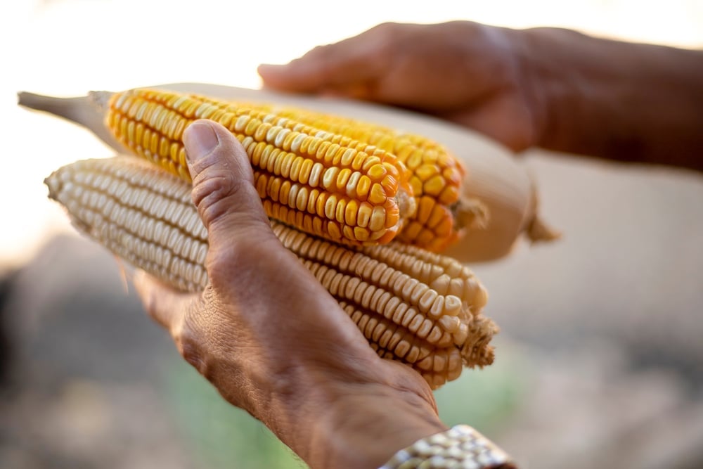 Honduran Food: 16 Popular Honduran Dishes + 3 Secret Recipes